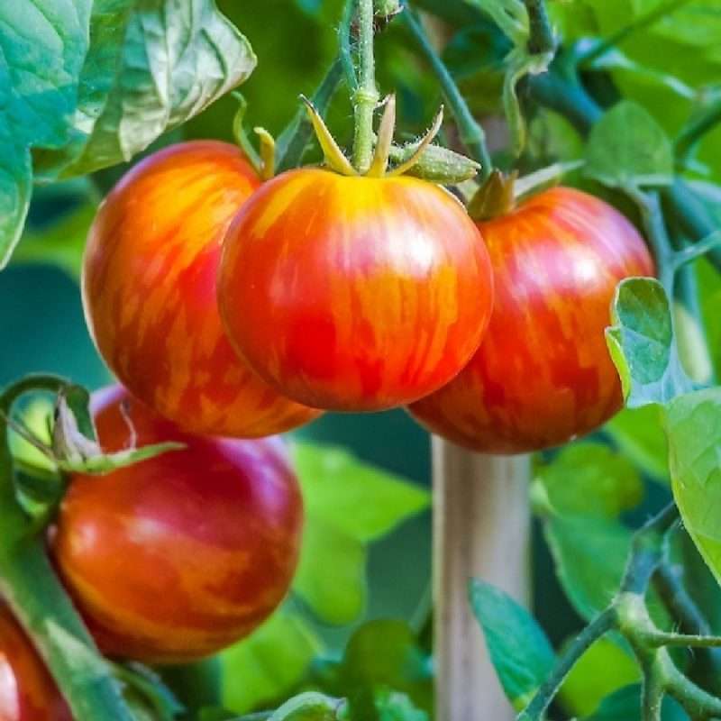 Tigerella Tomato seeds | Most Popular Seeds