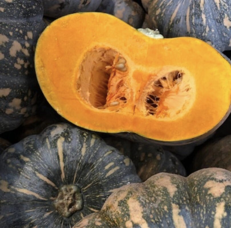 Pumpkin Jap / Kent seed | Buy Pumpkin seeds online